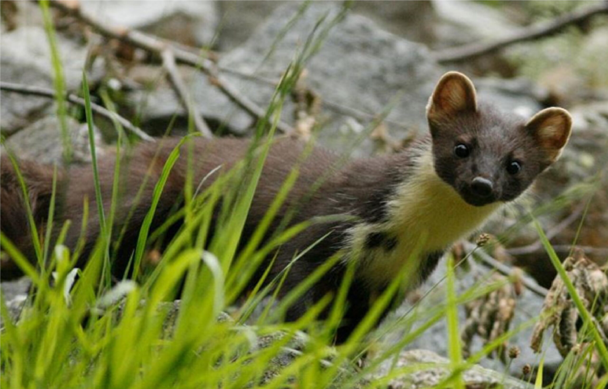 La martre des pins - Association Nature Saran