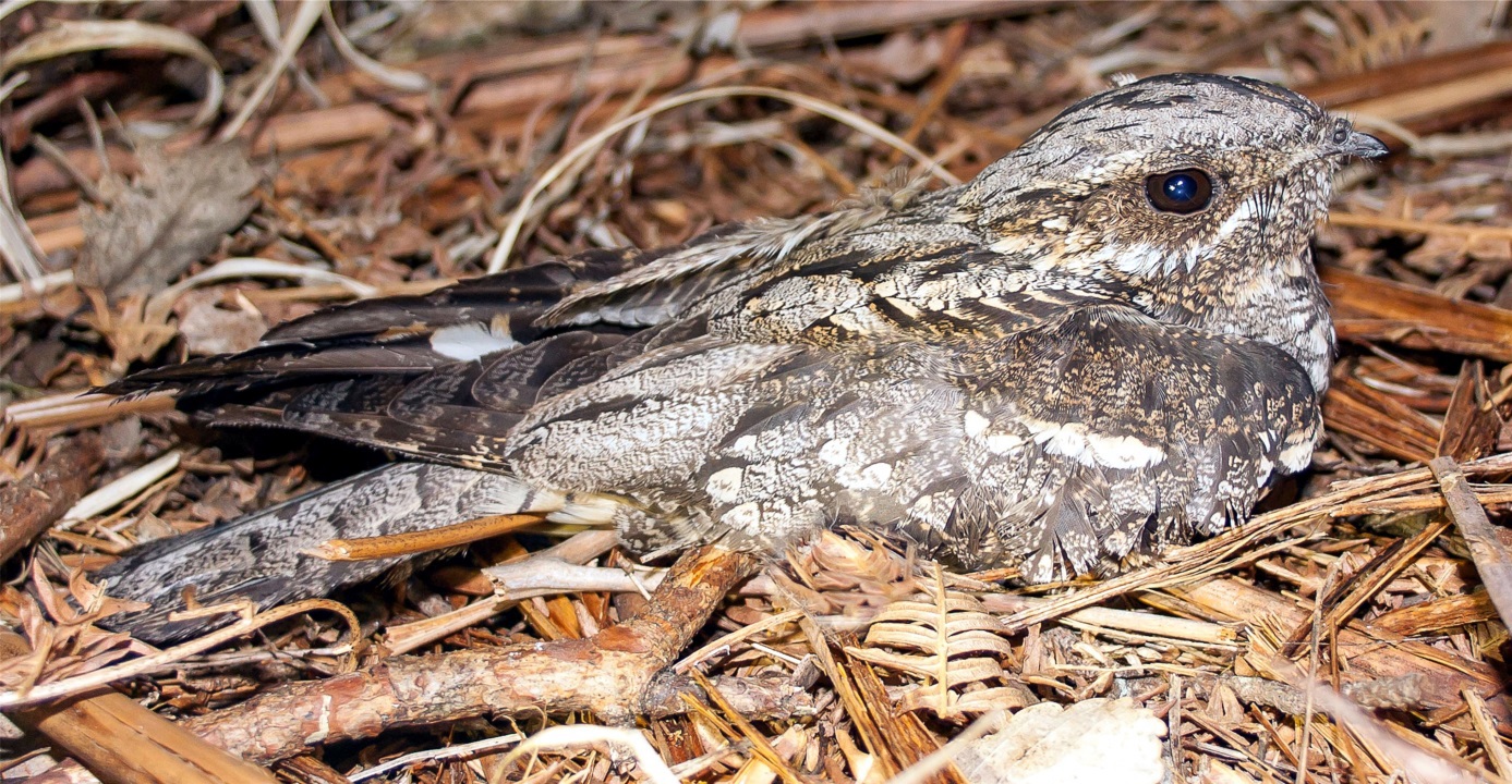 L'engoulevent d'Europe - Association Nature Saran